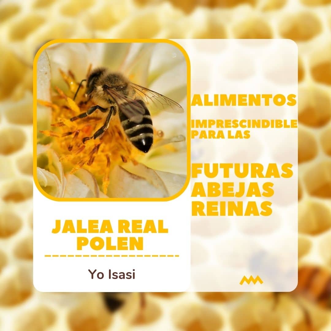 Jalea Real y Polen: Alimentos Imprescindibles para las futuras abejas ...